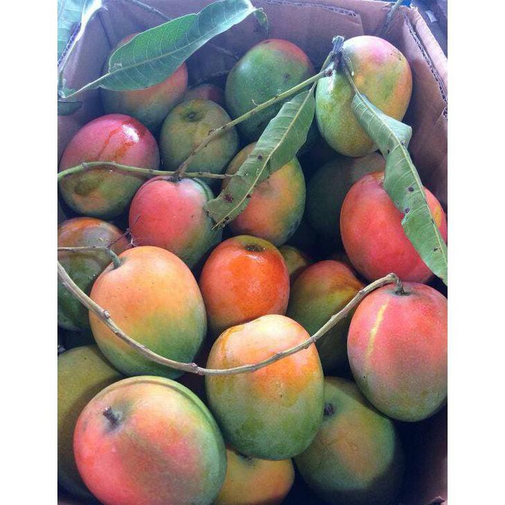 KWALITAS TERBAIK Bibit Tanaman Buah Mangga Gedong Gincu | Lazada Indonesia KWALITAS TERBAIK Bibit Tanaman Buah Mangga Gedong Gincu | Lazada Indonesia