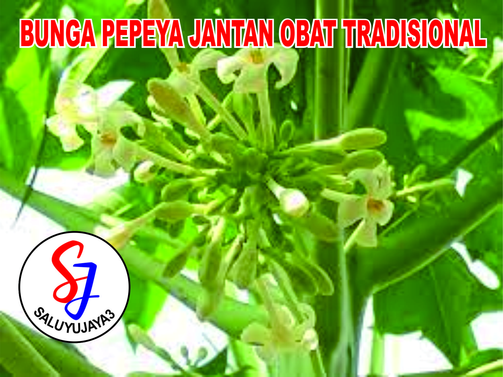 Bunga Pepaya Jantan Segar Menyehatkan/500g | Lazada Indonesia