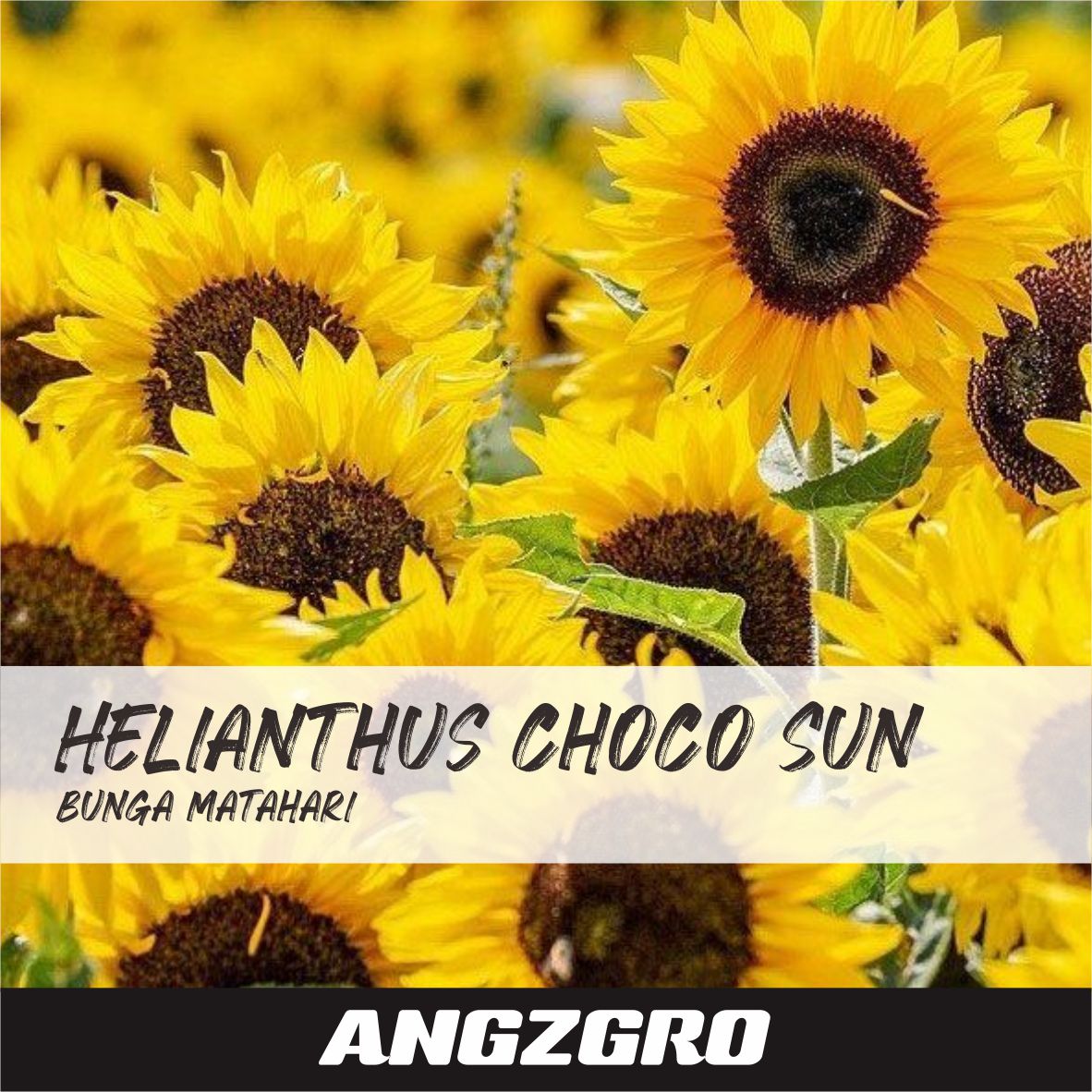 Benih Bunga Helianthus Choco Sun 10 Seeds Tanaman Urban Farming ...