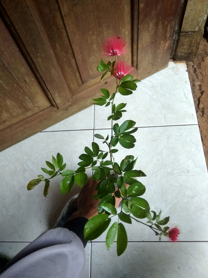 Pohon bunga kaliandra / tanaman kaliandra | Lazada Indonesia