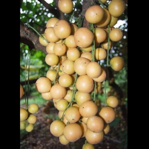 1 Benih Biji Buah Jirak Menteng Merah Putih Mundung Kepundung Kemundung ...