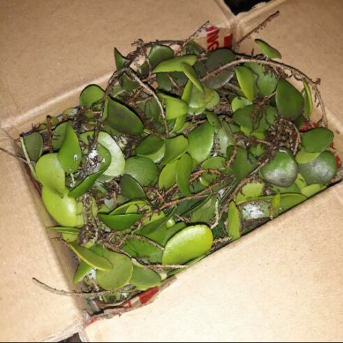 daun herbal sisik naga/ daun picisan segar 500gram | Lazada Indonesia