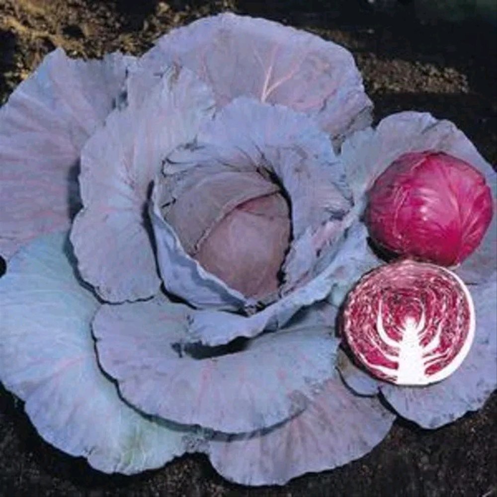 20 Benih Sayur Kubis Ungu Scarlet | Lazada Indonesia