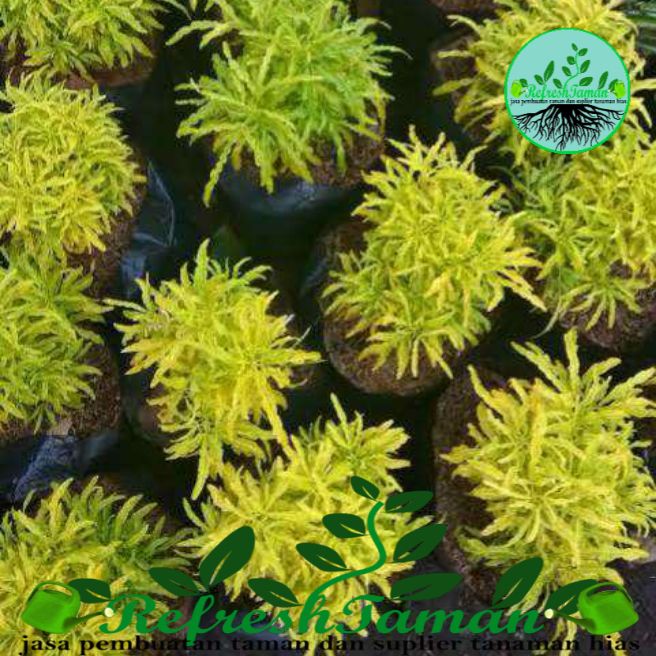 Pohon Brokoli Kuning / Tanaman Brokoli Kuning | Lazada Indonesia