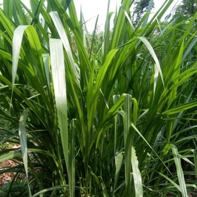 Daun rumput odot segar - Untuk pakan ternak berat 1kg | Lazada Indonesia