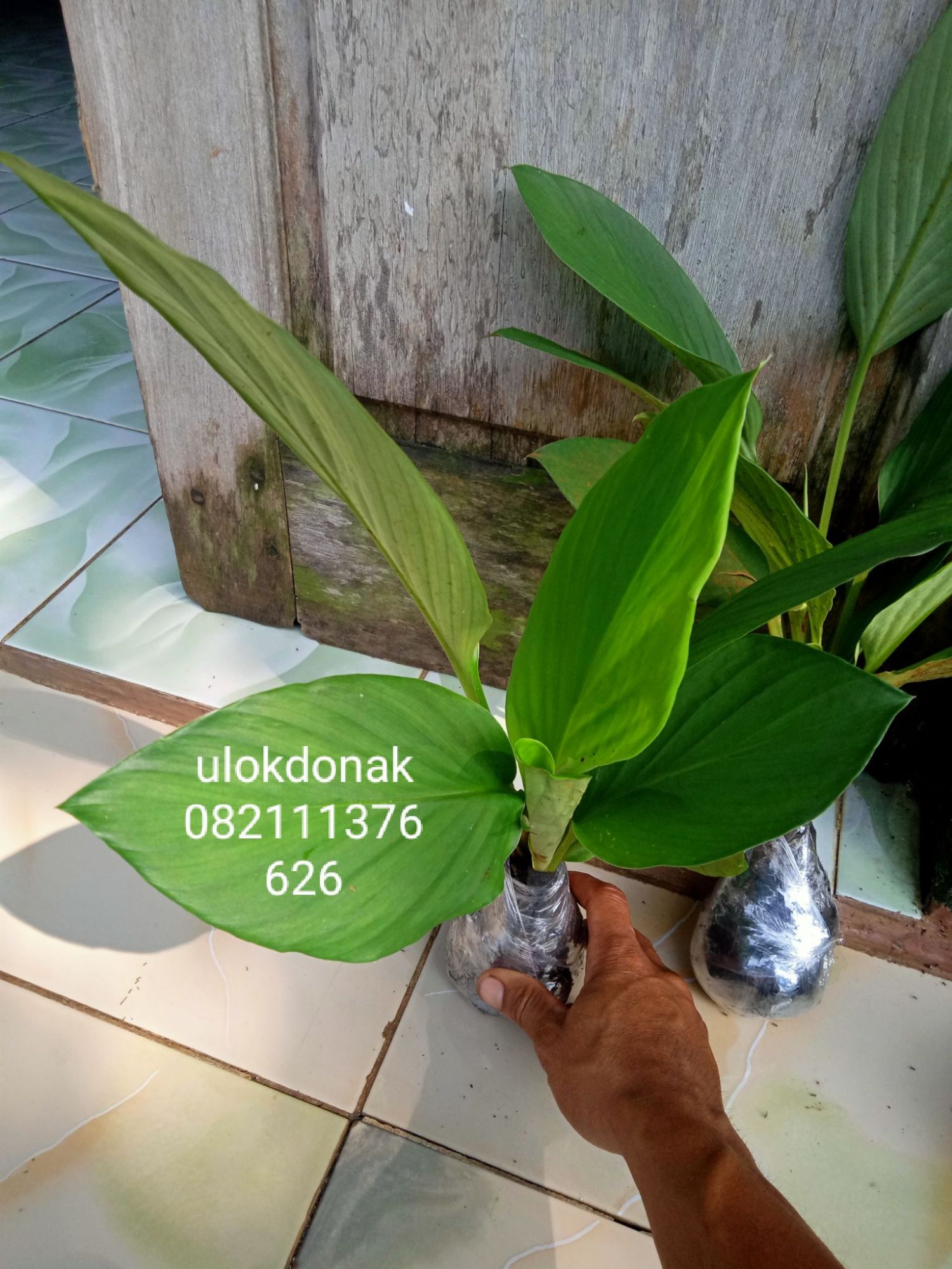 pohon temukunci/pohon rempah | Lazada Indonesia