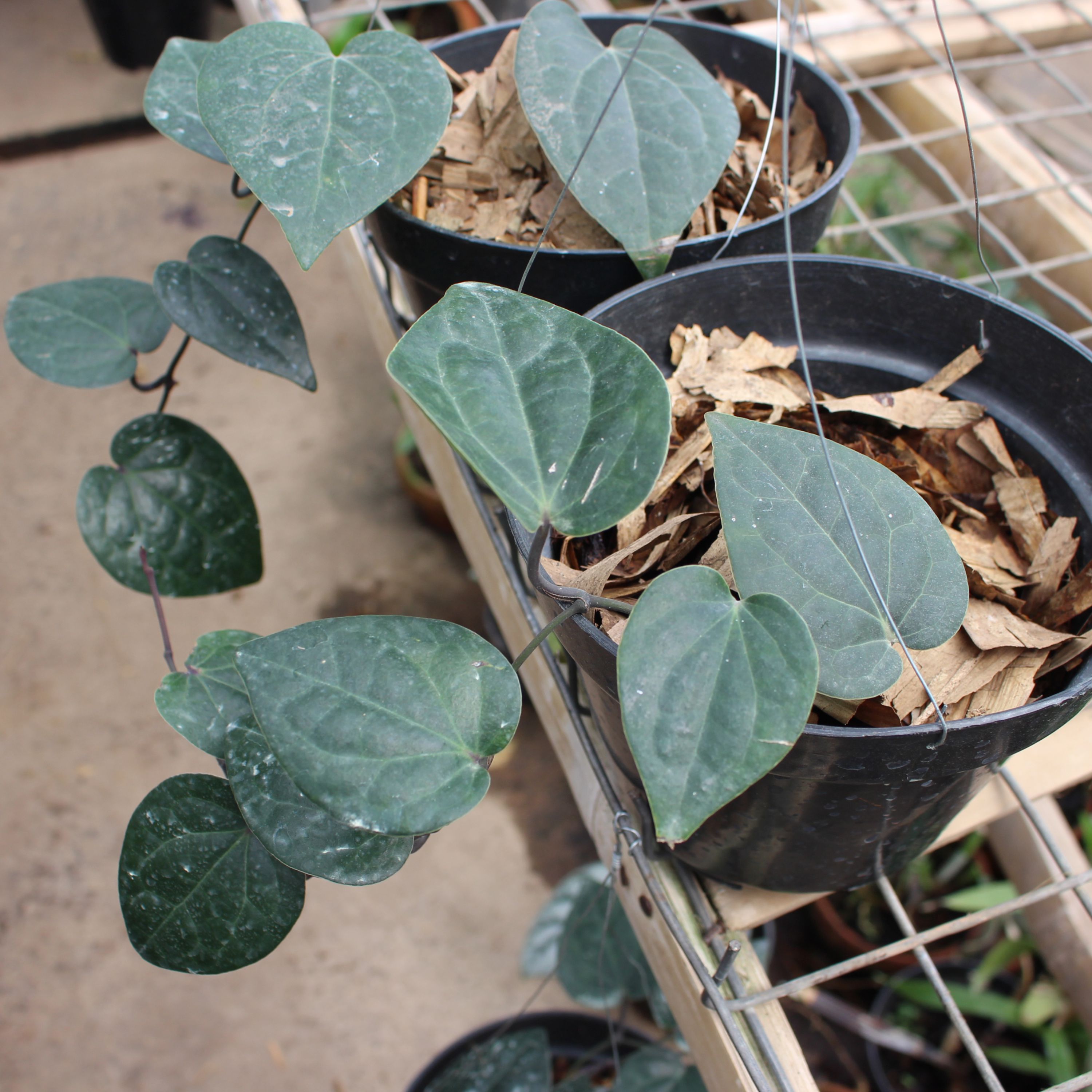 Tanaman Obat Sirih Hitam | Lazada Indonesia