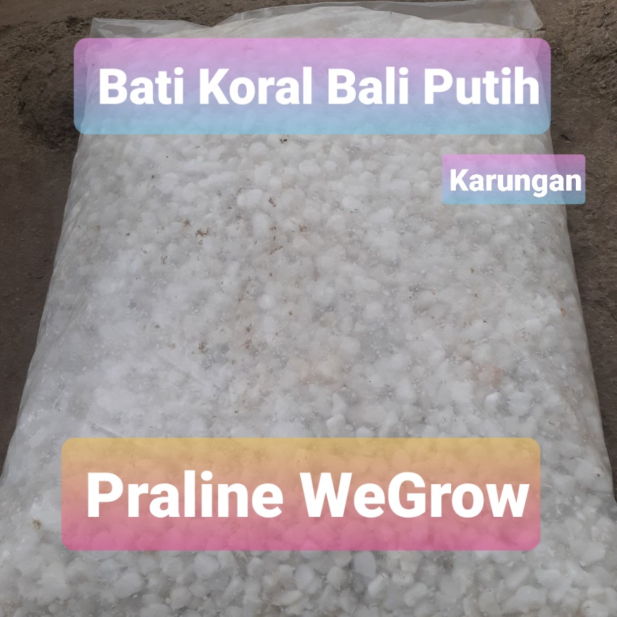Batu Hias Taman Koral Putih Bali Karung 10 kg Ukuran Kecil | Lazada ...