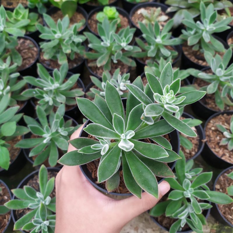 Echeveria setosa arrow/ Echeveria pulvinata/Sukulen | Lazada Indonesia