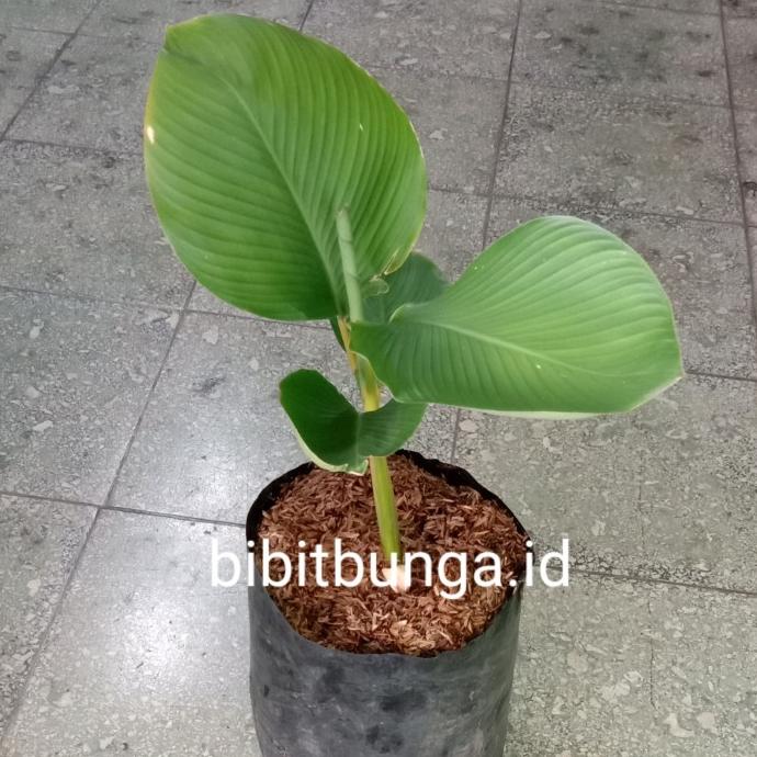 Calathea lutea / bibit tanaman hias bunga kalatea pisang CCC | Lazada ...