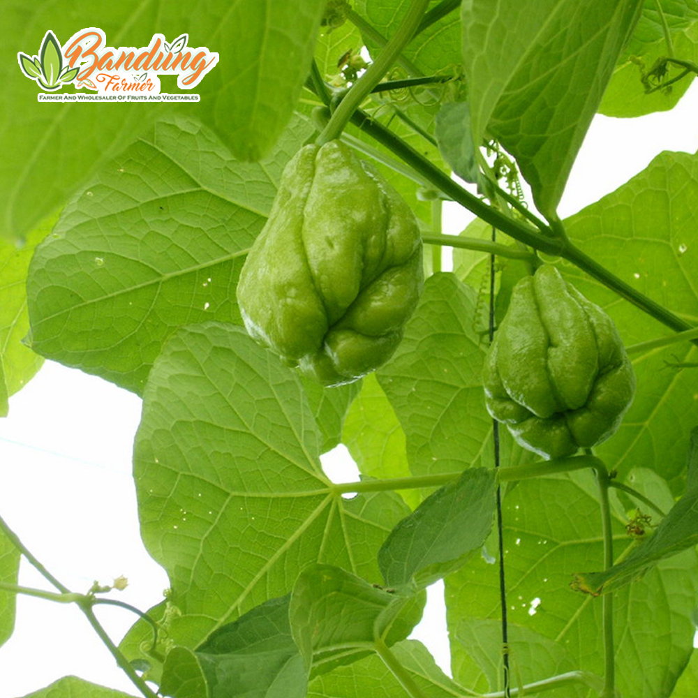 Labu siam baby 1 kg fresh | Lazada Indonesia