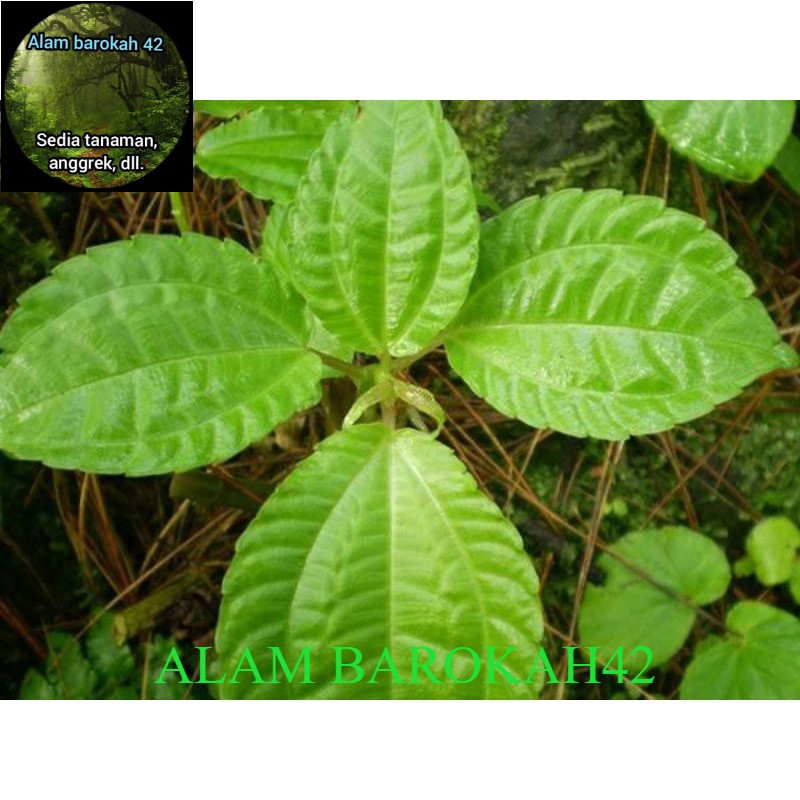 bibit tanaman lalap pohpohan asli hutan enak | Lazada Indonesia