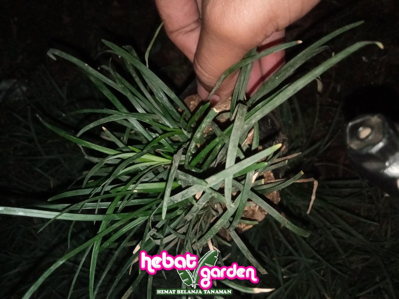 kucai mini/ rumput taman - Tanaman hias | Lazada Indonesia
