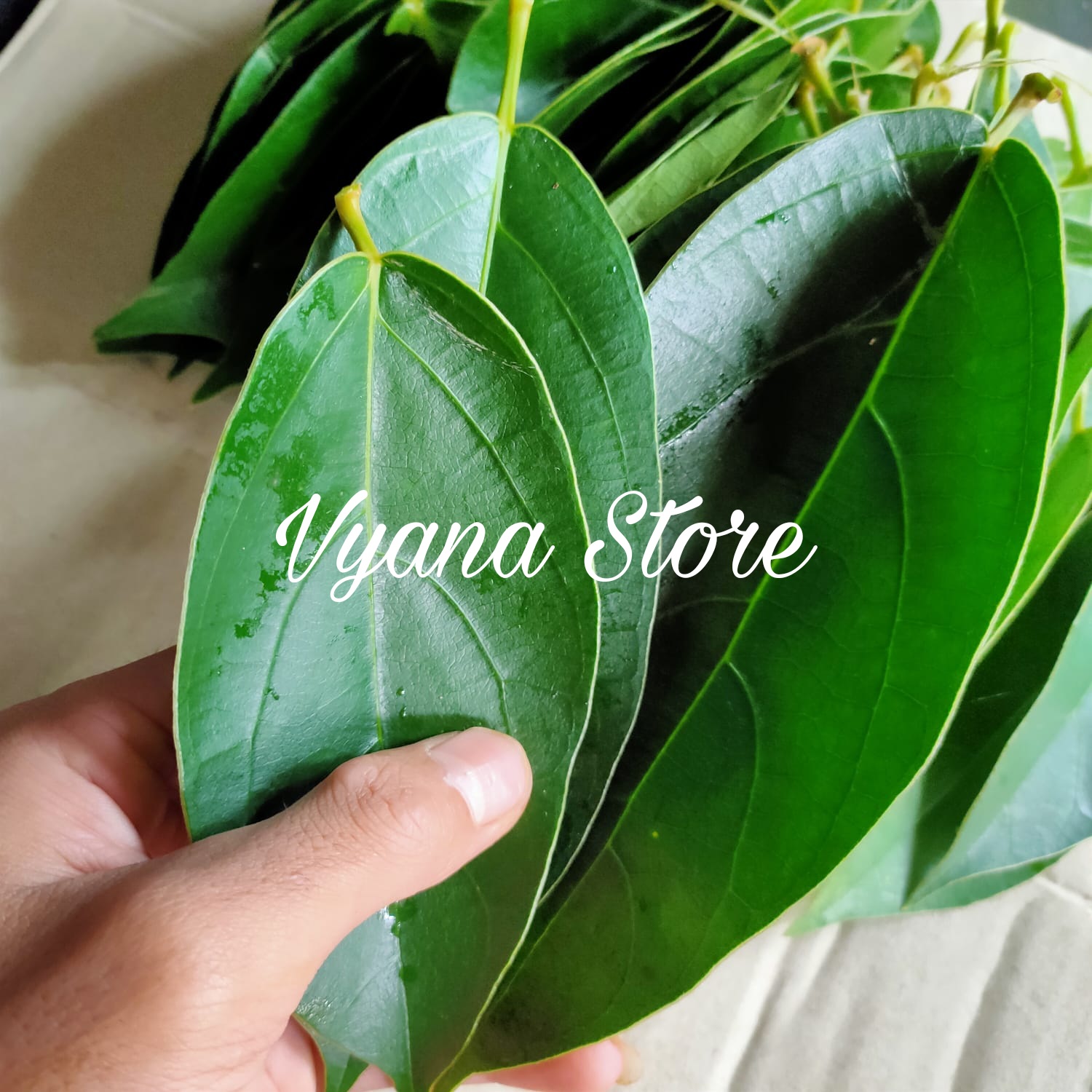 Daun Cincau Hijau Segar 1 kg - Cincau Jeli - Cicaun Daun Lebar | Lazada ...
