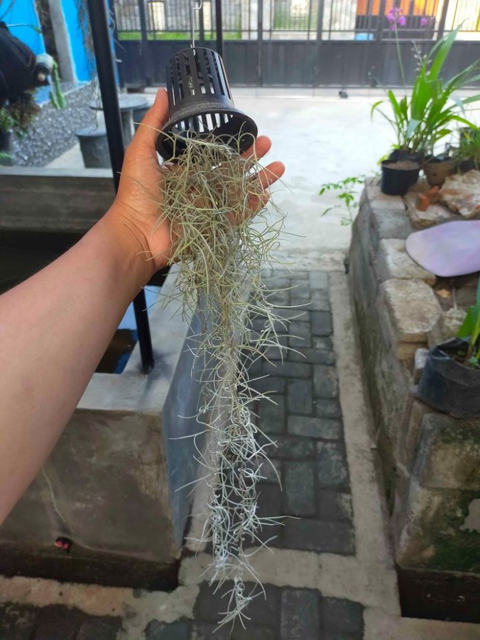 Tanaman Hias Udara Tilandsia / Jenggot Musa / Jenggot Nabi | Lazada ...