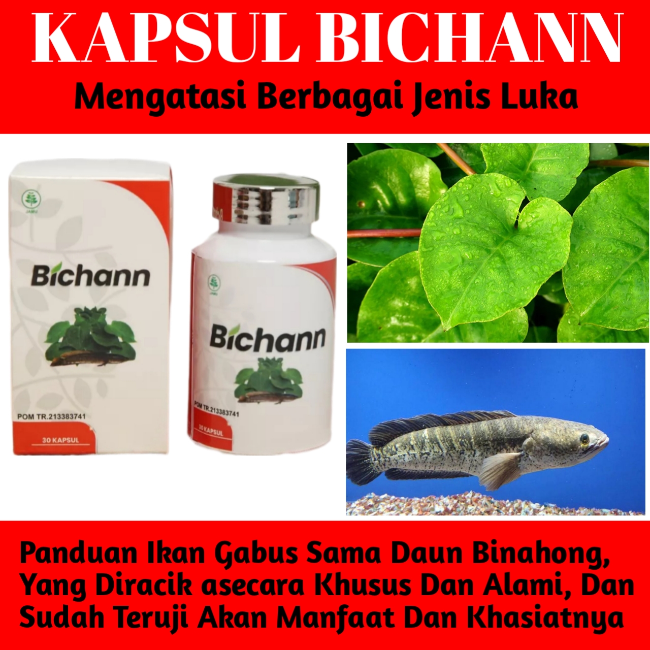 Obat Luka Luar Dan Dalam Kapsul Bichann Original 100% - 5X Lebih Cepat ...