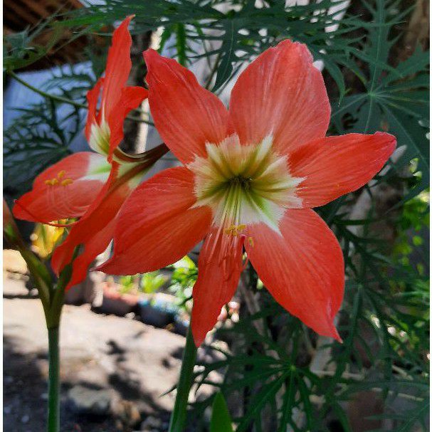 Umbi segar tanaman hias bunga Amaryllis kembang amarilis orange ...