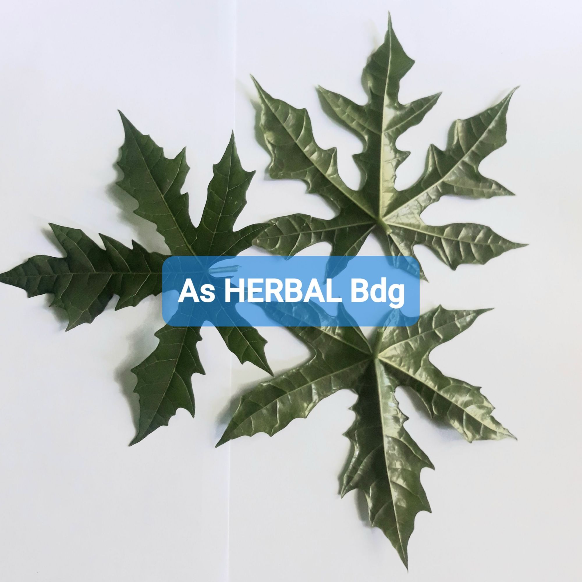 Daun gedi daun pepaya jepang 100 helai | Lazada Indonesia