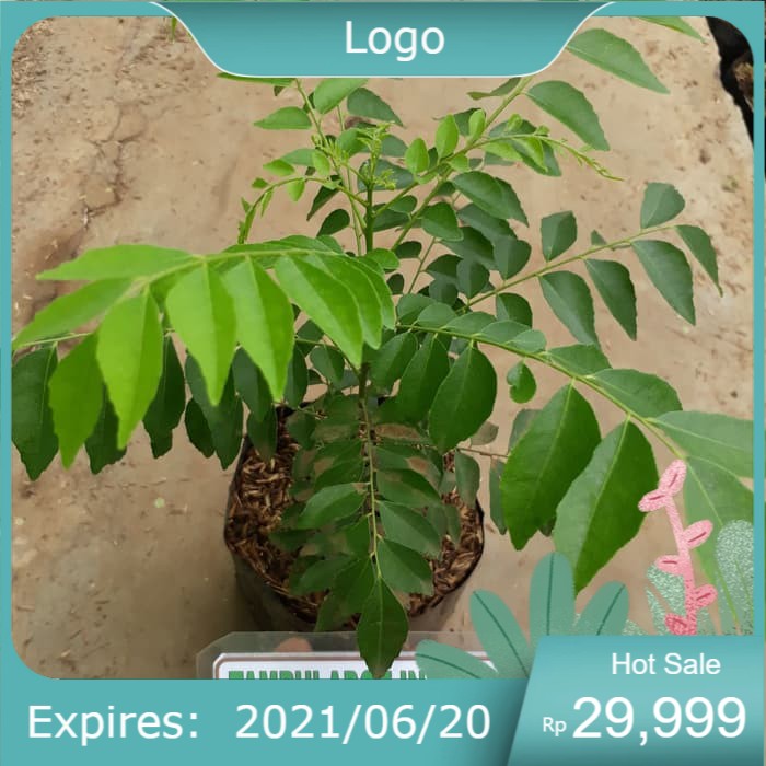 Jual Bibit Daun Kari Salam Koja Temurui Wild Curry Leaves ( Tanaman ...