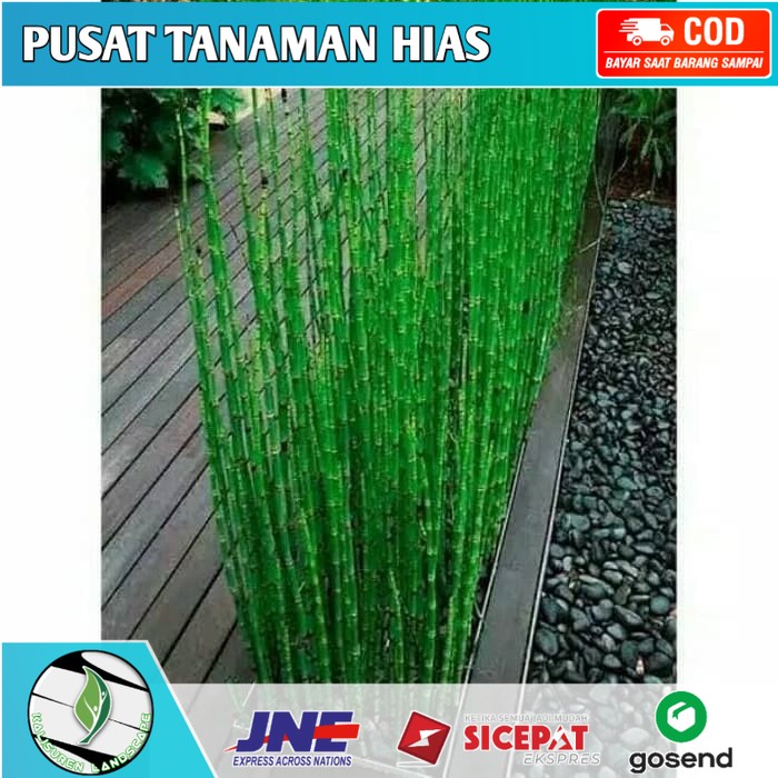Tanaman Hias Bambu Air Pohon Bambu Air pembawa hoki | Lazada Indonesia