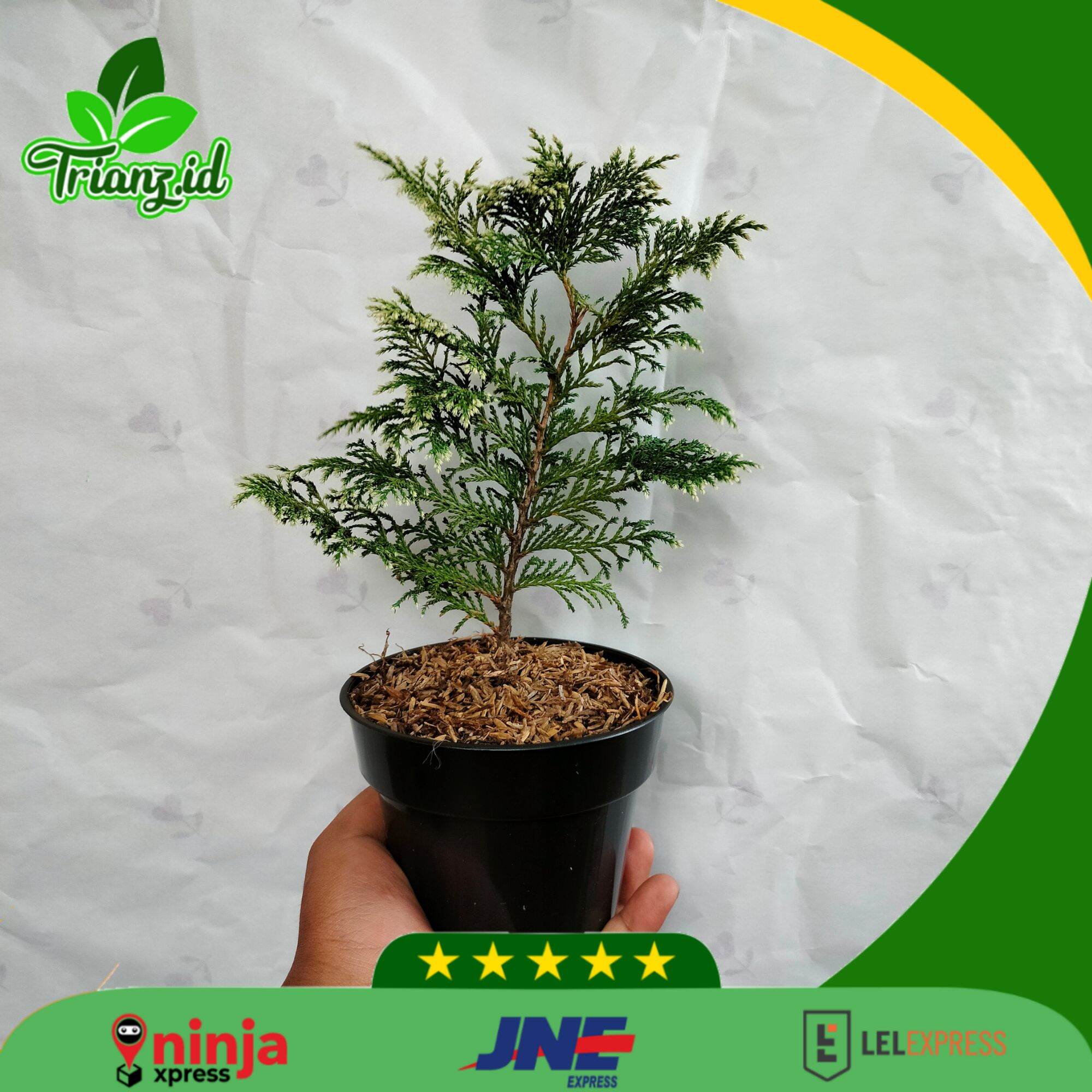 cemara hinoki silver + pot | Lazada Indonesia