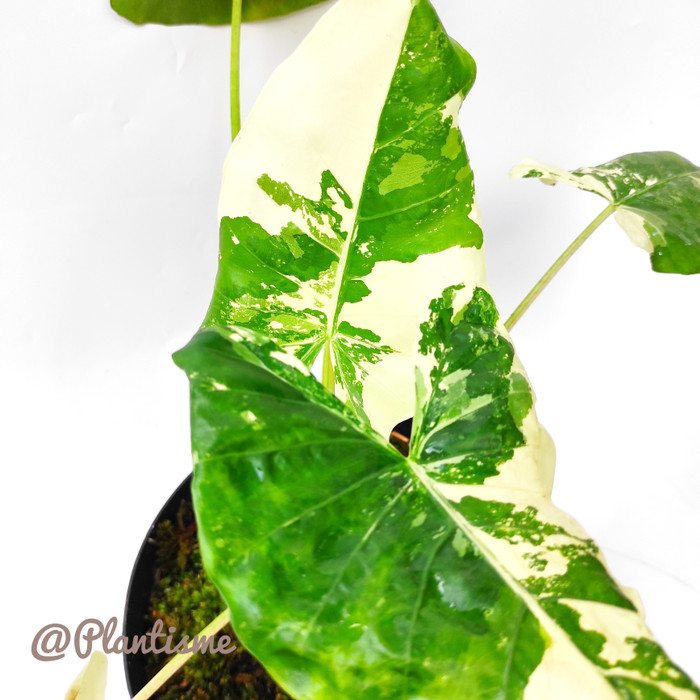 Monstera Alocasia Elephant Ear Varigated (Alocasia Macrorrhiza ...