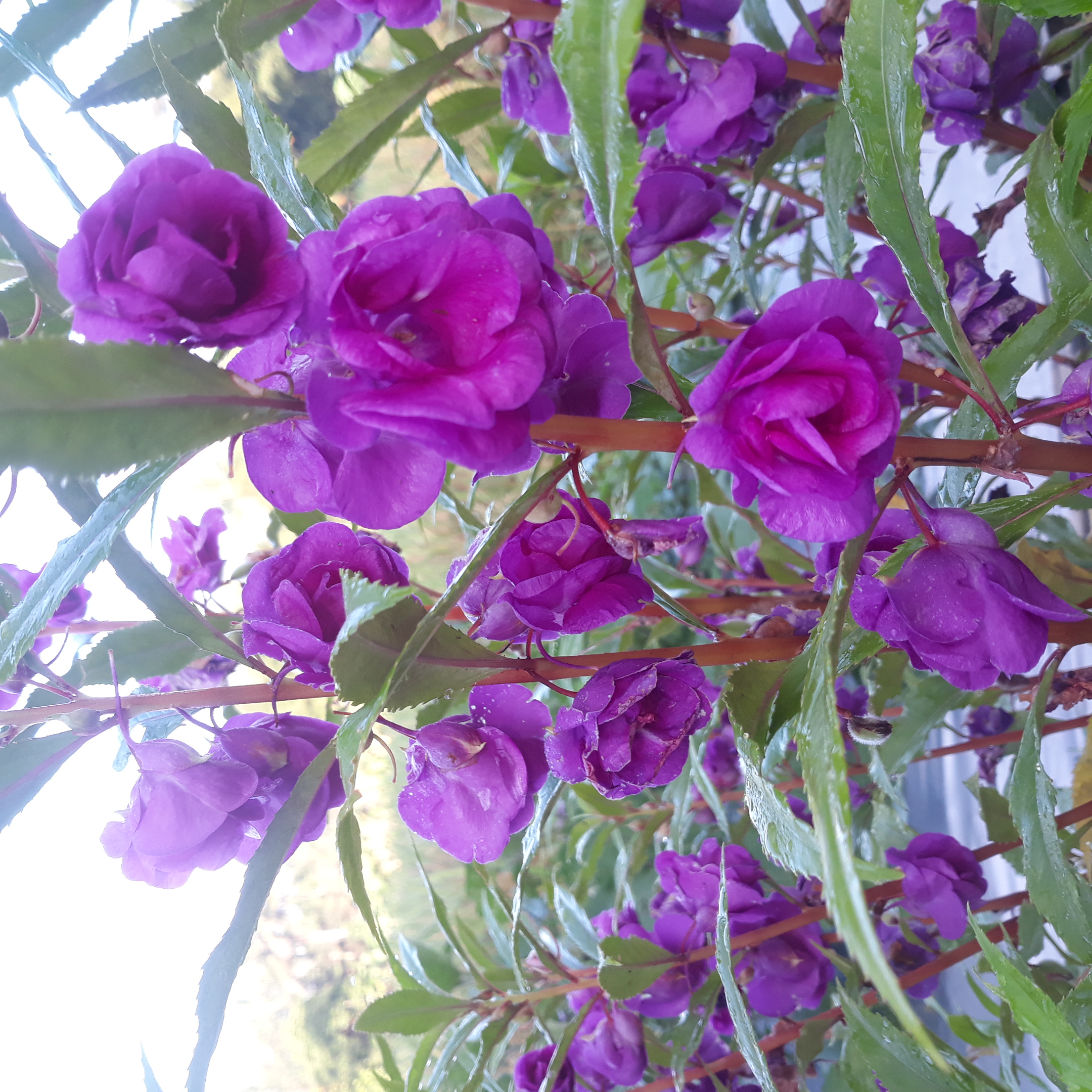 20 Biji Benih Bunga Pacar Air Ungu Purple Tumpuk Impatiens Balsamina ...