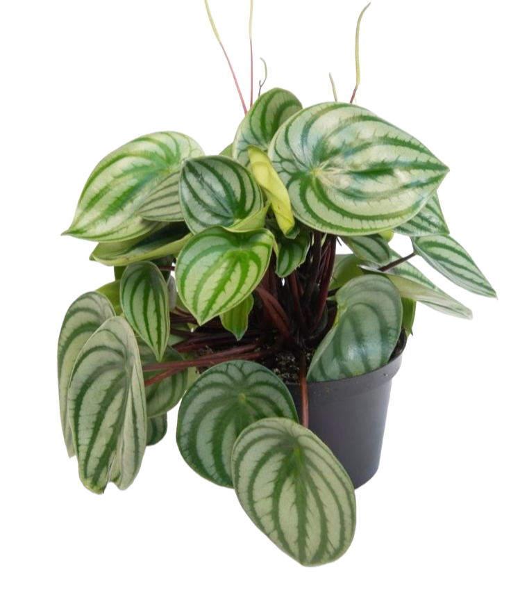Tanaman Hias hidup daun Peperomia Watermelon | Lazada Indonesia