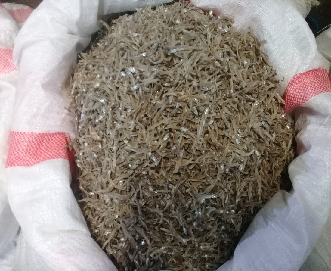 Ikan Puri Laut Teri Kering Asli Sorong Papua Bisa COD | Lazada Indonesia