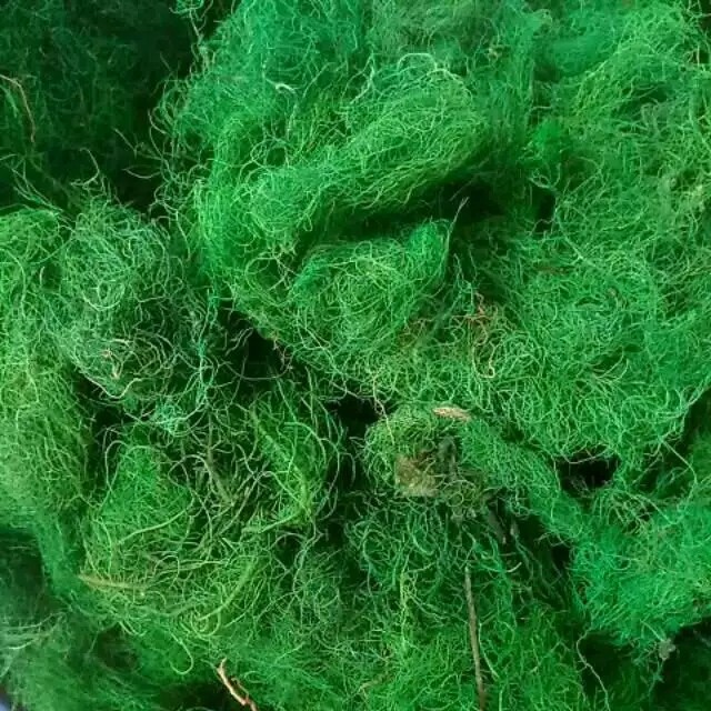 Rumput kayu angin hijau Spesialis Ukhtirhara | Lazada Indonesia