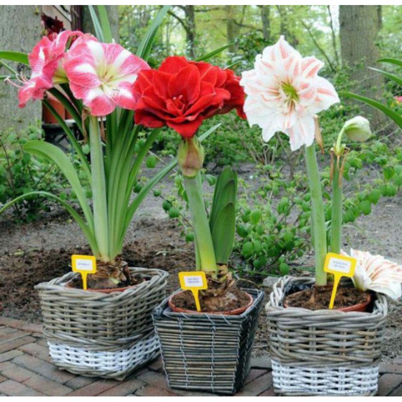 3 pke tanaman bakung merah .putih. pink | Lazada Indonesia