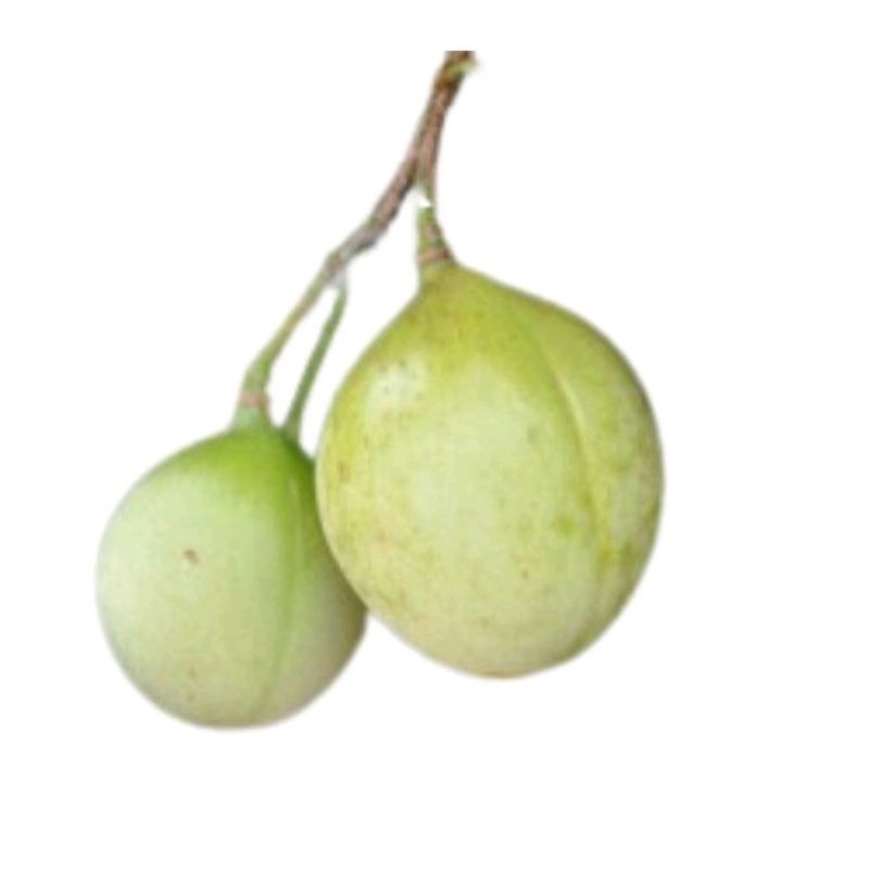 GROSIR Buah pala muda 1kg fresh (baru petik) | Lazada Indonesia