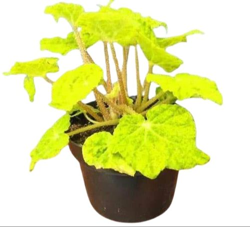 tanaman hias daun begonia lemonlime | Lazada Indonesia