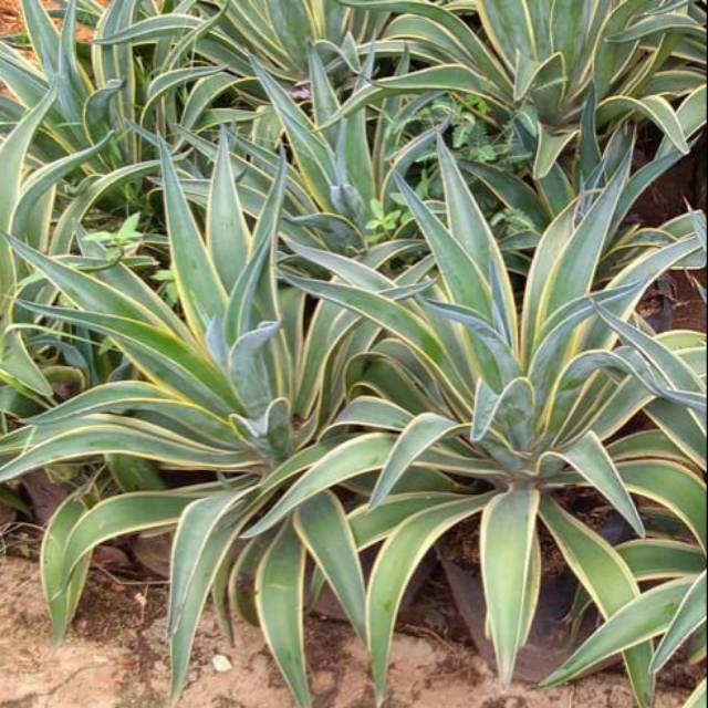 BARU KOLEKSI Tanaman hias agave siklok-pohon siklok-agave | Lazada ...