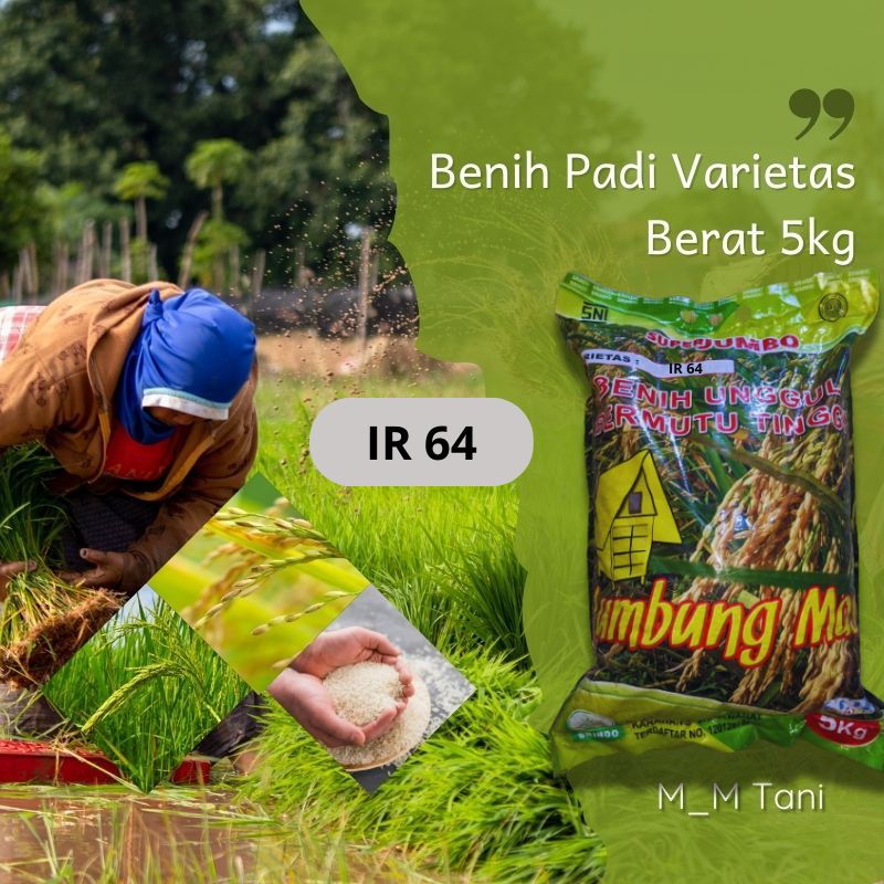 BIBIT BENIH PADI VARIETAS IR 64 TERBARU IR64 ORIGINAL BERAT 10 KG ...