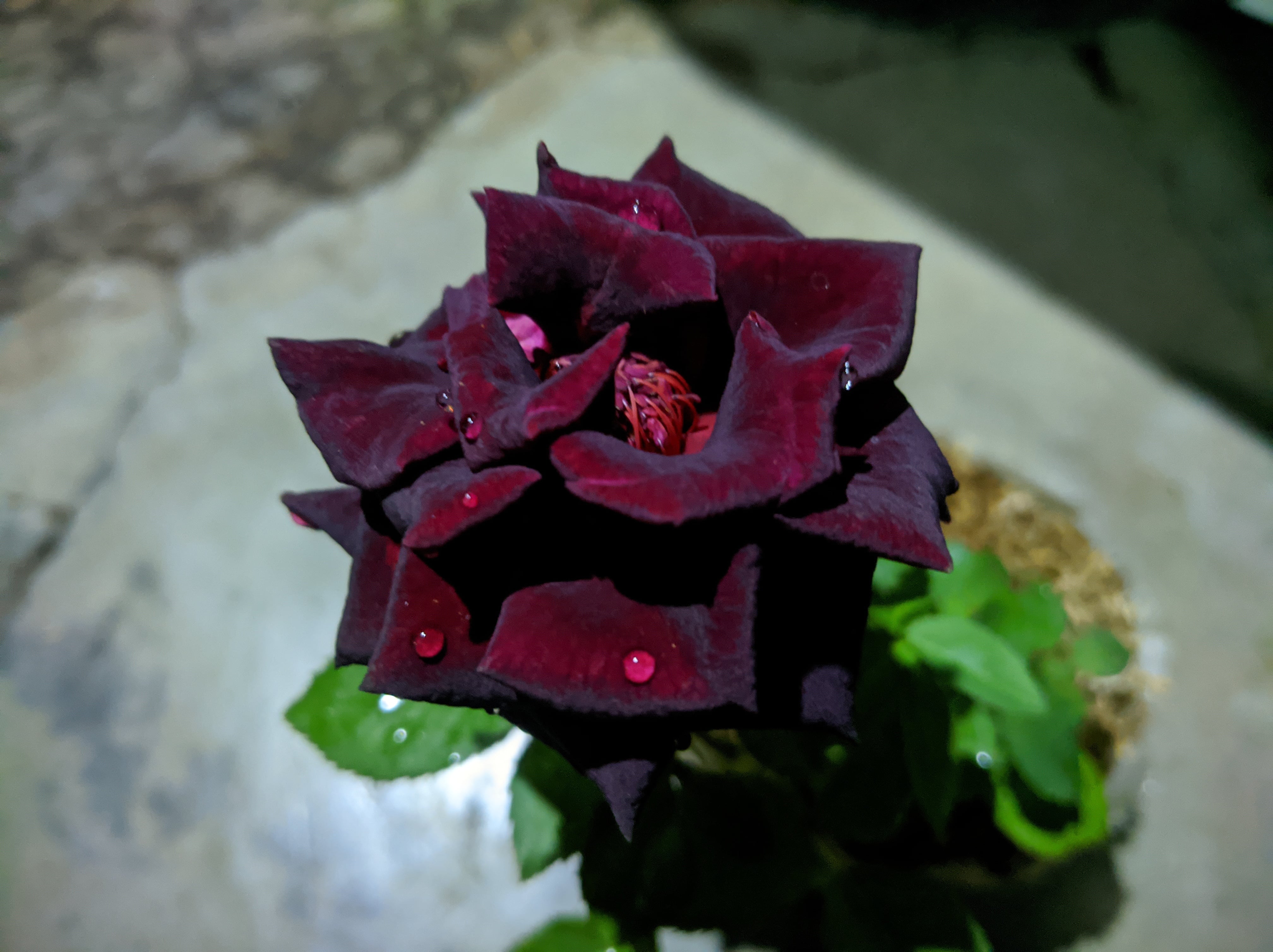 Tanaman Hias Bunga Mawar Abra Hitam - Bunga Mawar/Rose Holand - Bunga ... Tanaman Hias Bunga Mawar Abra Hitam - Bunga Mawar/Rose Holand - Bunga ...