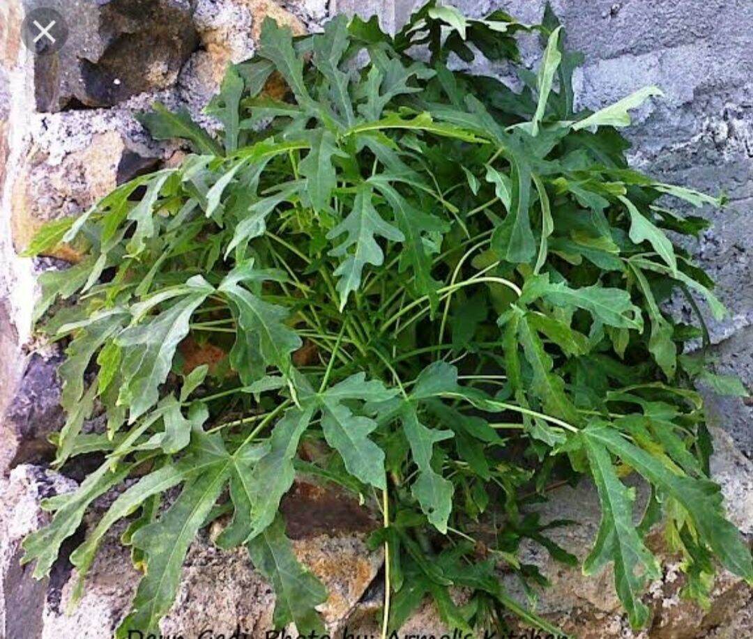 Daun gedi herbal | Lazada Indonesia