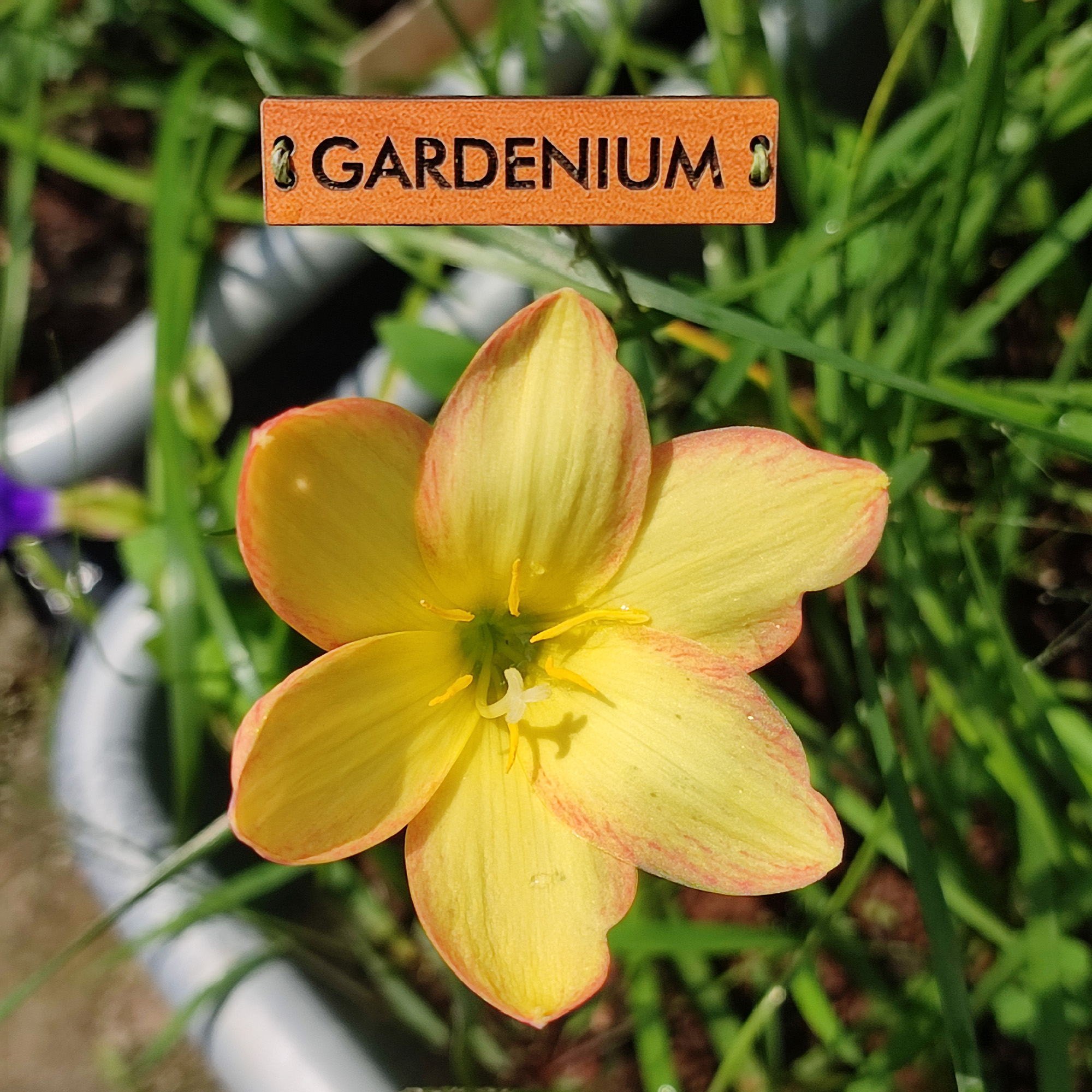 Umbi Bunga Rain Lily King's Ransom - Rainlily Zephyranthes Hybrid ...