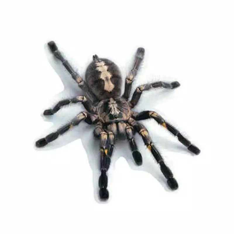 Stiker laba laba 3D car | Lazada Indonesia