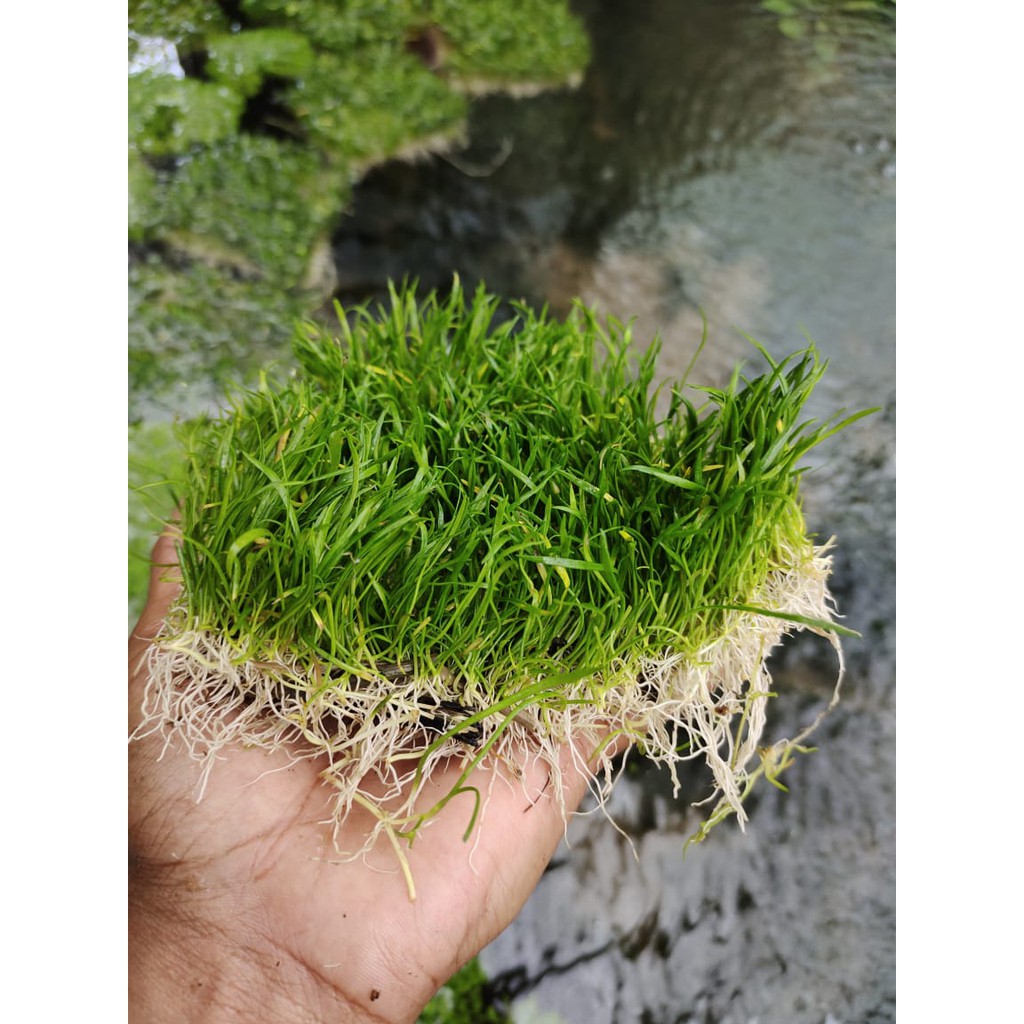 Liliopsis Bahan Tanaman Lilaeopsis brasiliensis Aquascape Aquarium ...