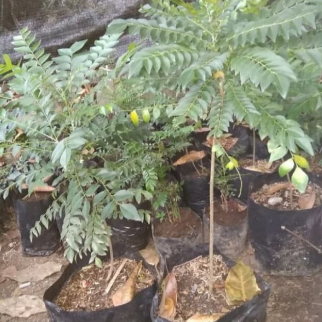 tanaman salam Koja - salam Koja - bibit salam Koja - tanaman kari ...