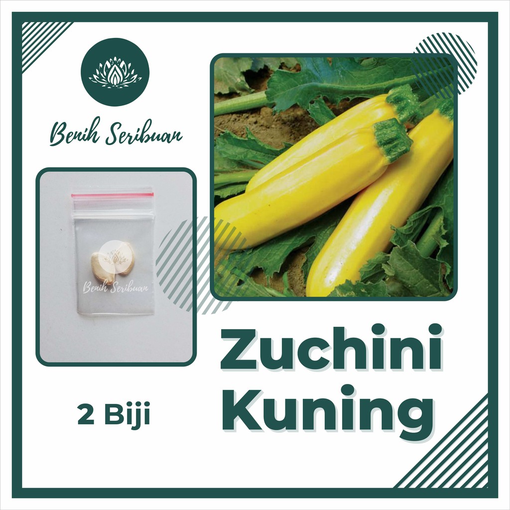 2 Benih Zucchini Kuning Golden Cherub F1 Hibrida Bibit Sayuran Timun ...