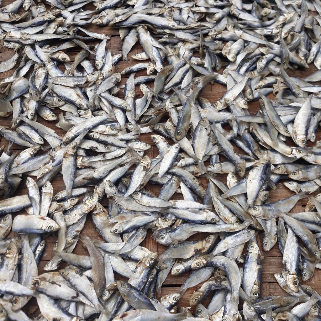 Ikan Asin Tembang Kecil/Ikan Asin Tanjan Baby 1KG Murah Enak Mantabbb ...
