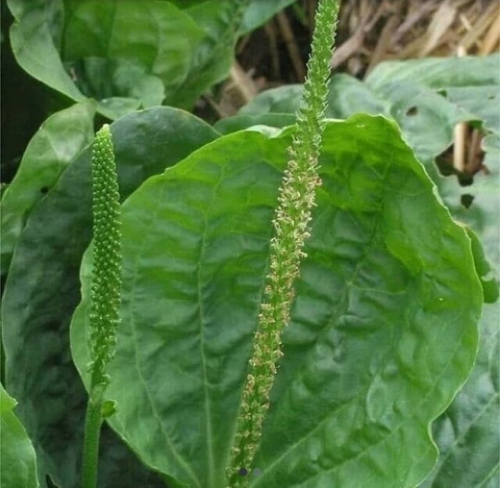 tanaman herbal daun sendok/kiurat | Lazada Indonesia