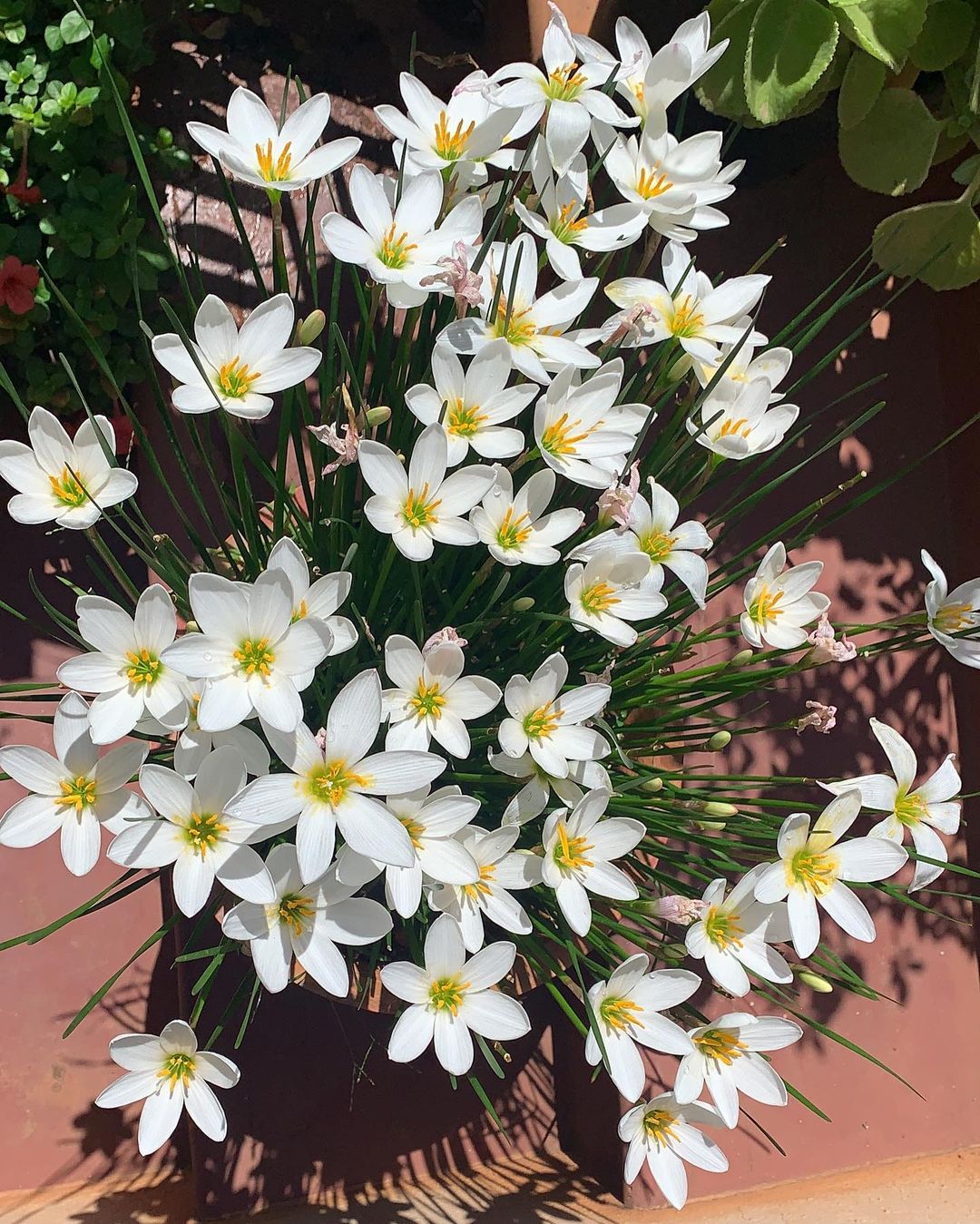 1 Pot Tanaman Hias Bunga Lili Hujan Rain lily Hidup Asli Cod | Lazada ...