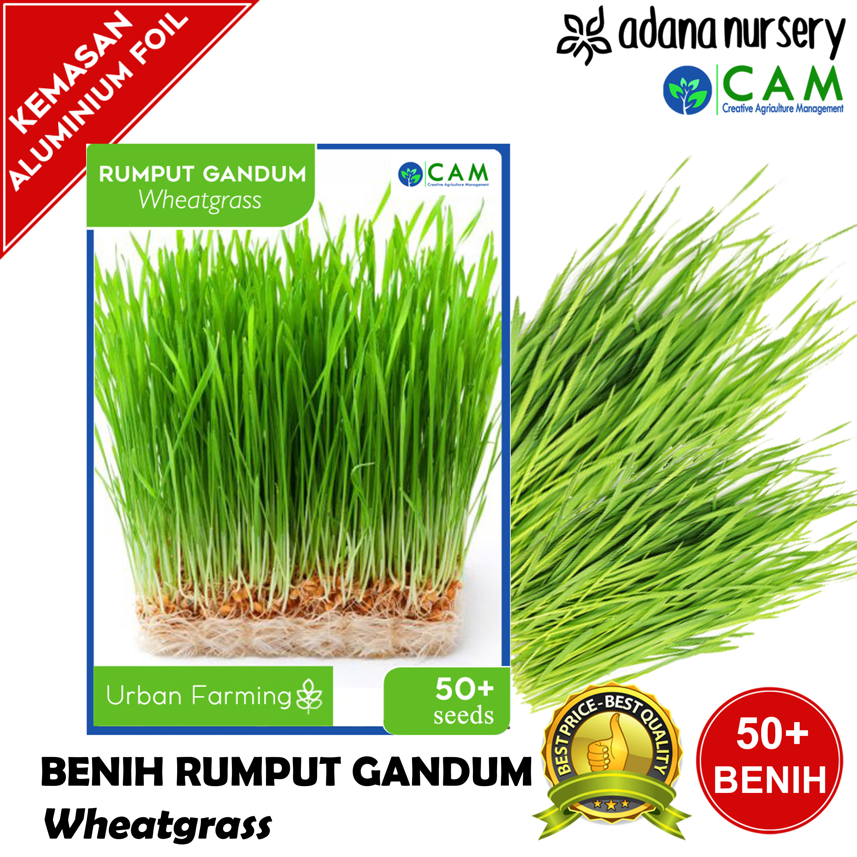 Benih / Biji Rumput Gandum - Rumput Kucing - Wheatgrass - 50++ Seeds ...