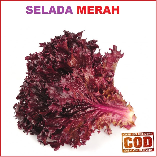 DAUN SELADA MERAH - COD - 100pcs BIJI / BIBIT / BENIH - SELADA IMPOR ...
