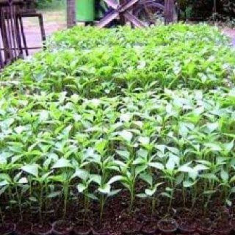 bibit Lombok cabai kecil jenis ORI dan gandul | Lazada Indonesia