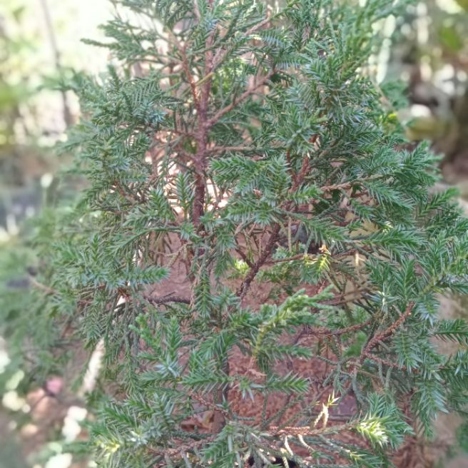 tanaman Cemara Papua(bisa bahan bonsai) | Lazada Indonesia