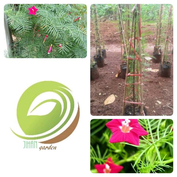 bibit tanaman rincik bumi-songgo langit-sangga -pohon rambat rincik ...